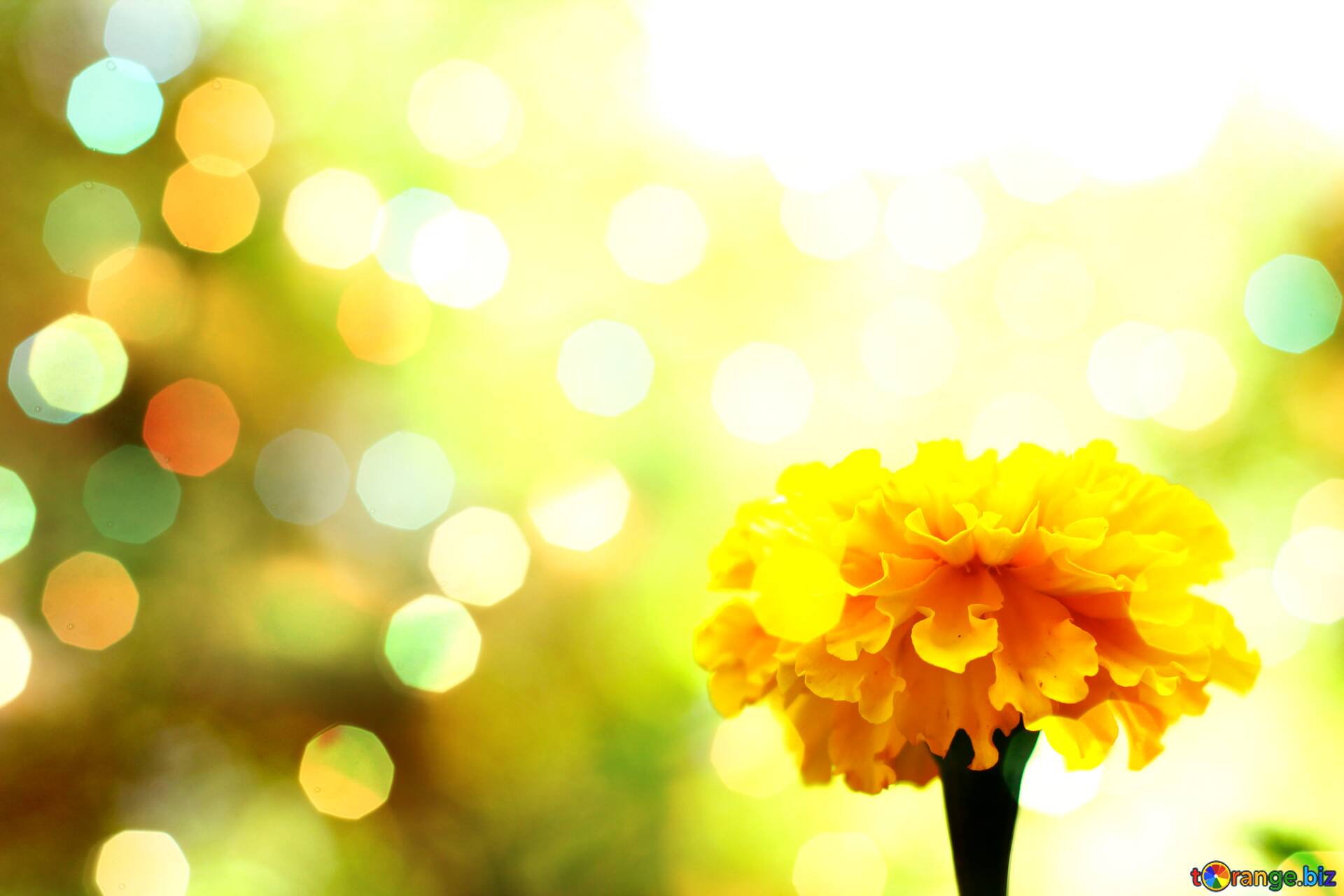 Bokeh Flower Wallpapers - Top Free Bokeh Flower Backgrounds ...