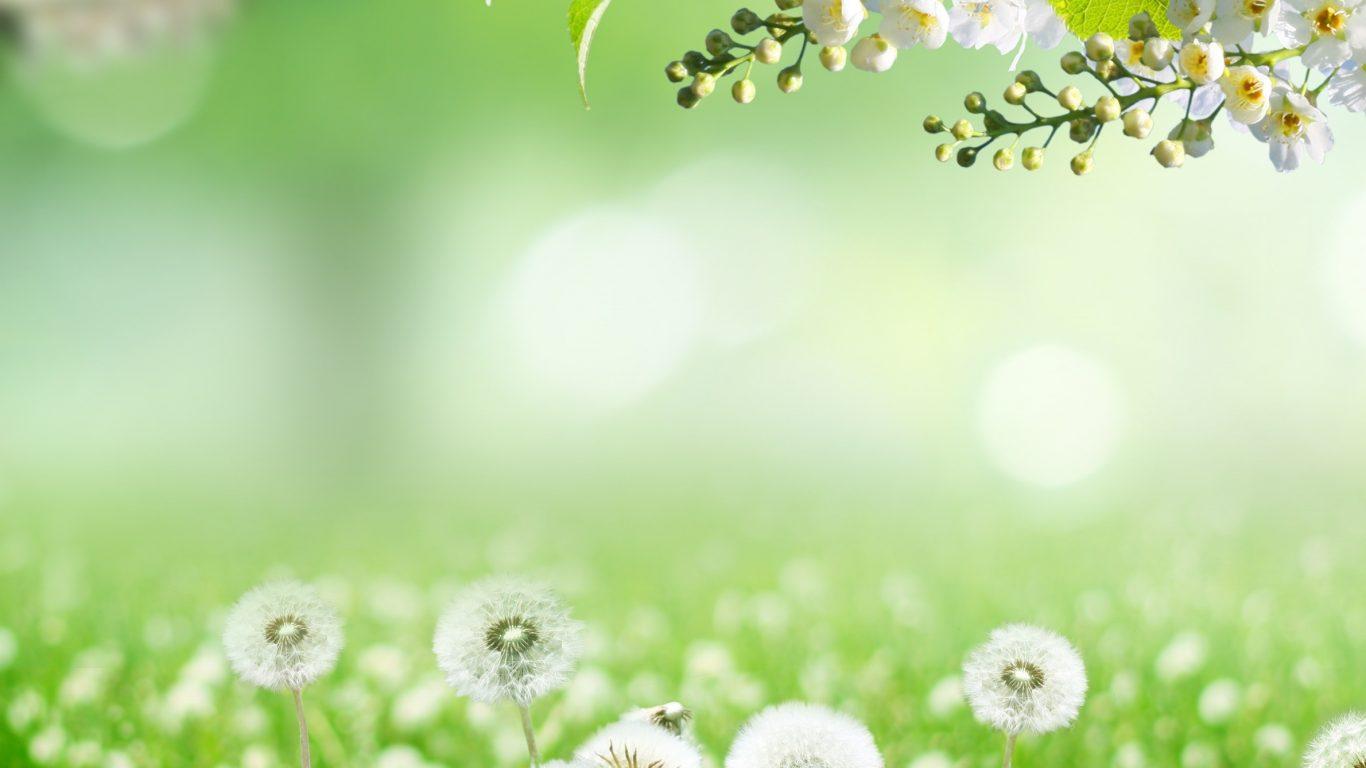 Bokeh Flower Wallpapers - Top Free Bokeh Flower Backgrounds ...