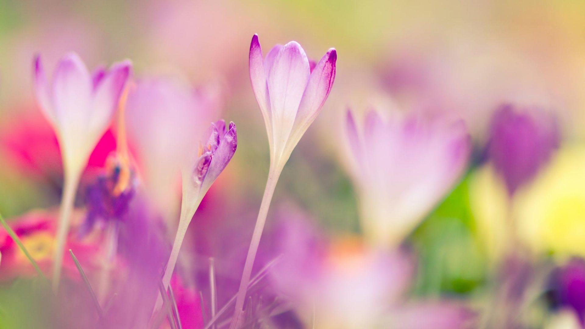 Bokeh Flower Wallpapers - Top Free Bokeh Flower Backgrounds ...