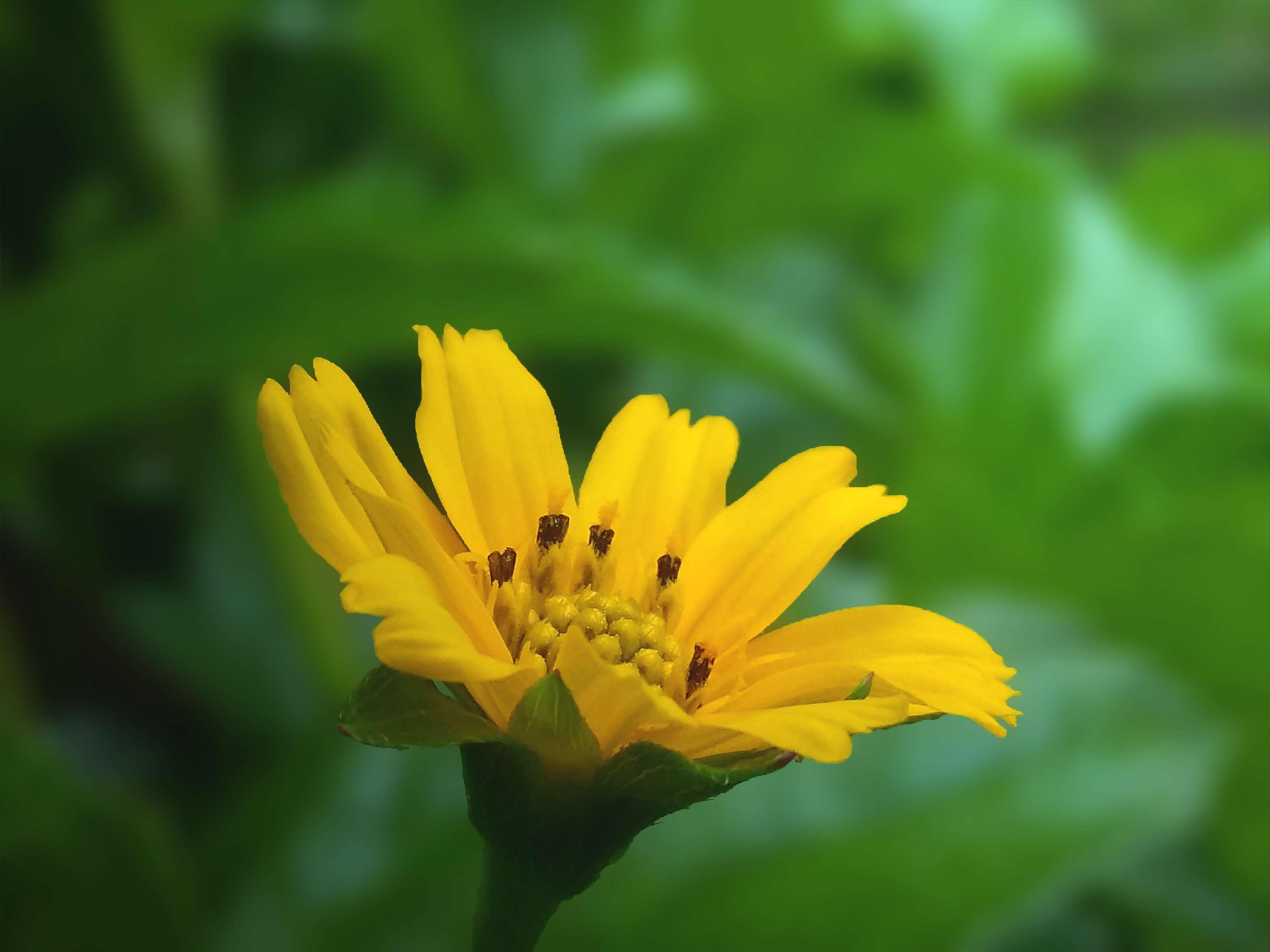 Bokeh Flower Wallpapers - Top Free Bokeh Flower Backgrounds ...