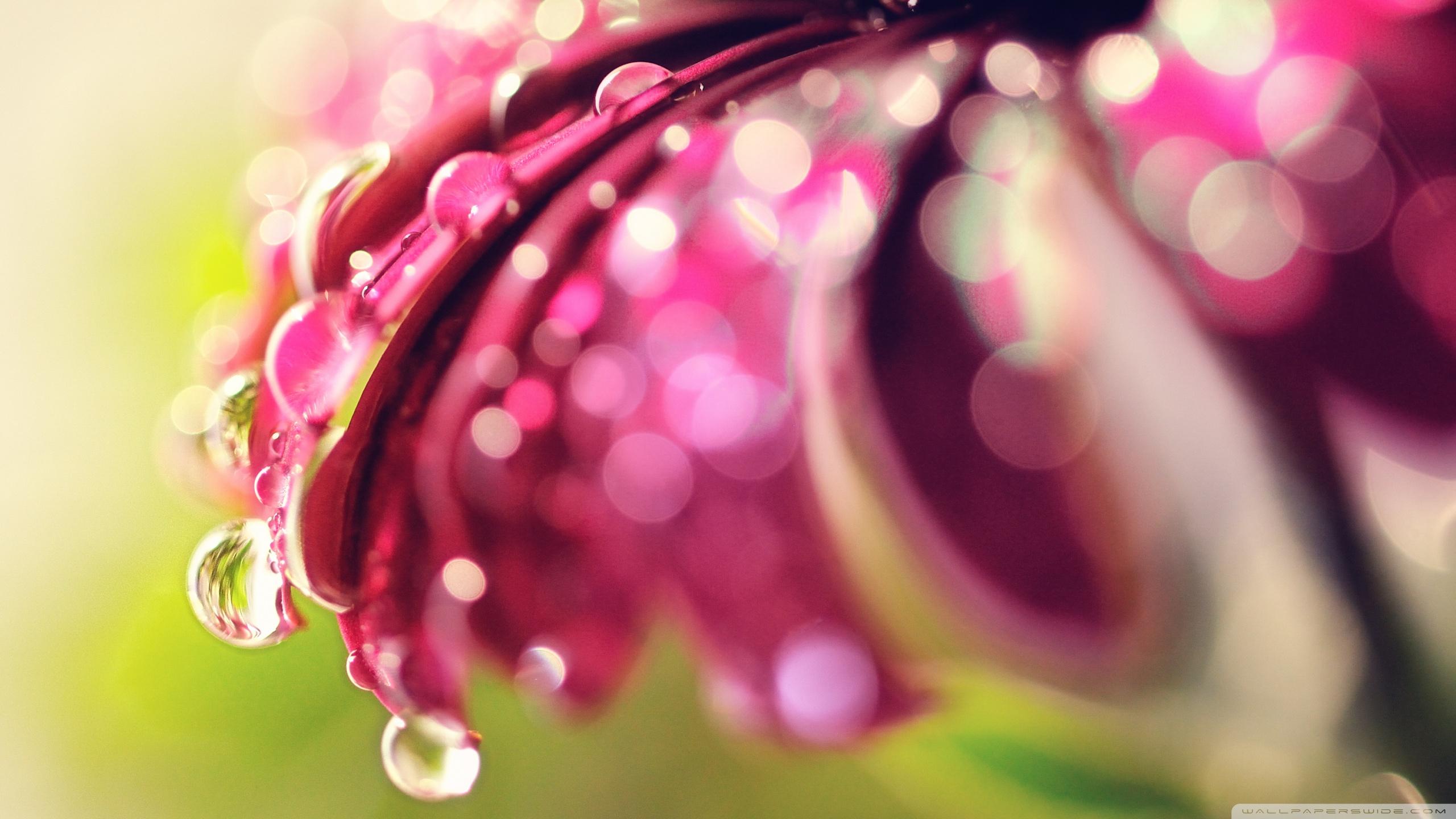 Bokeh Flower Wallpapers - Top Free Bokeh Flower Backgrounds ...
