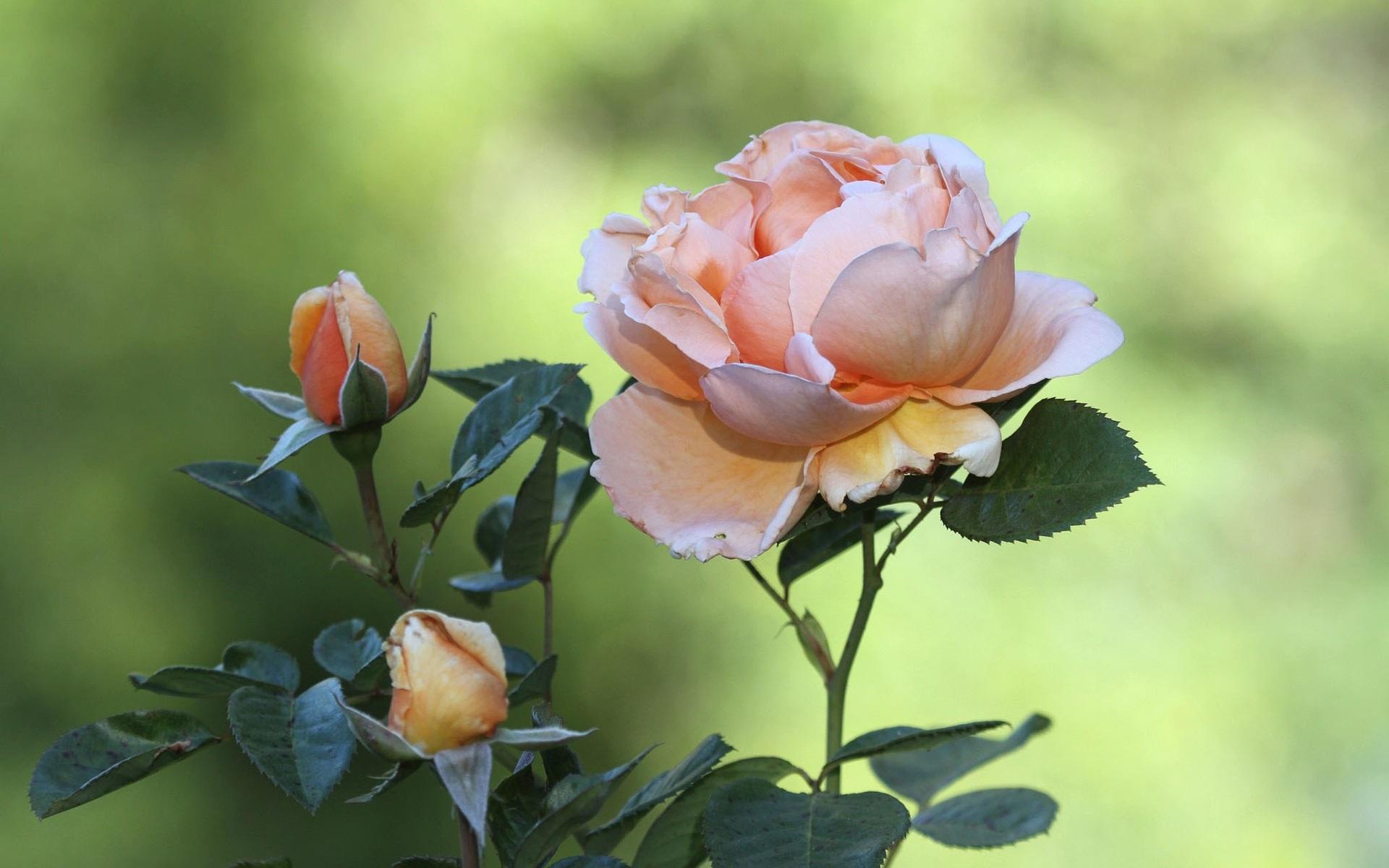 Bokeh Flower Wallpapers - Top Free Bokeh Flower Backgrounds ...
