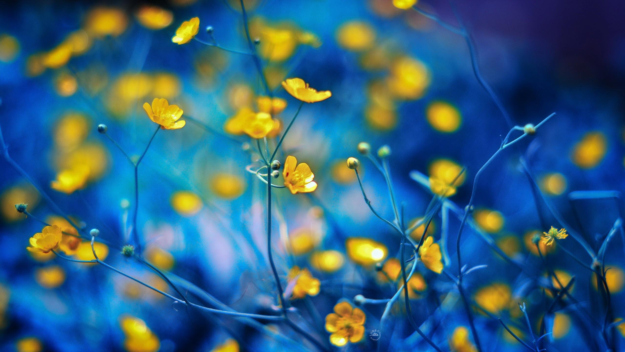 Bokeh Flower Wallpapers - Top Free Bokeh Flower Backgrounds ...