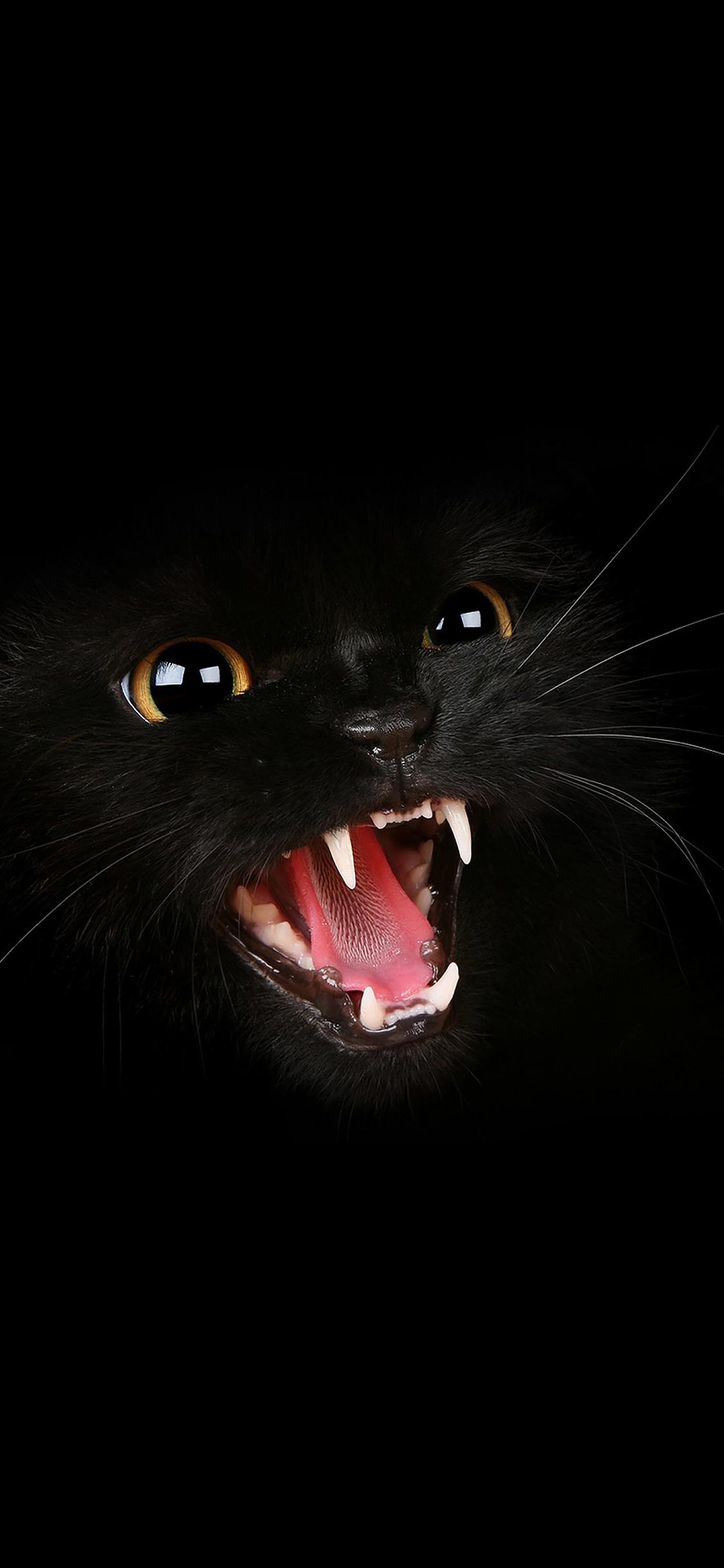 Cute Black Cat HD Wallpapers - Top Free Cute Black Cat HD Backgrounds ...