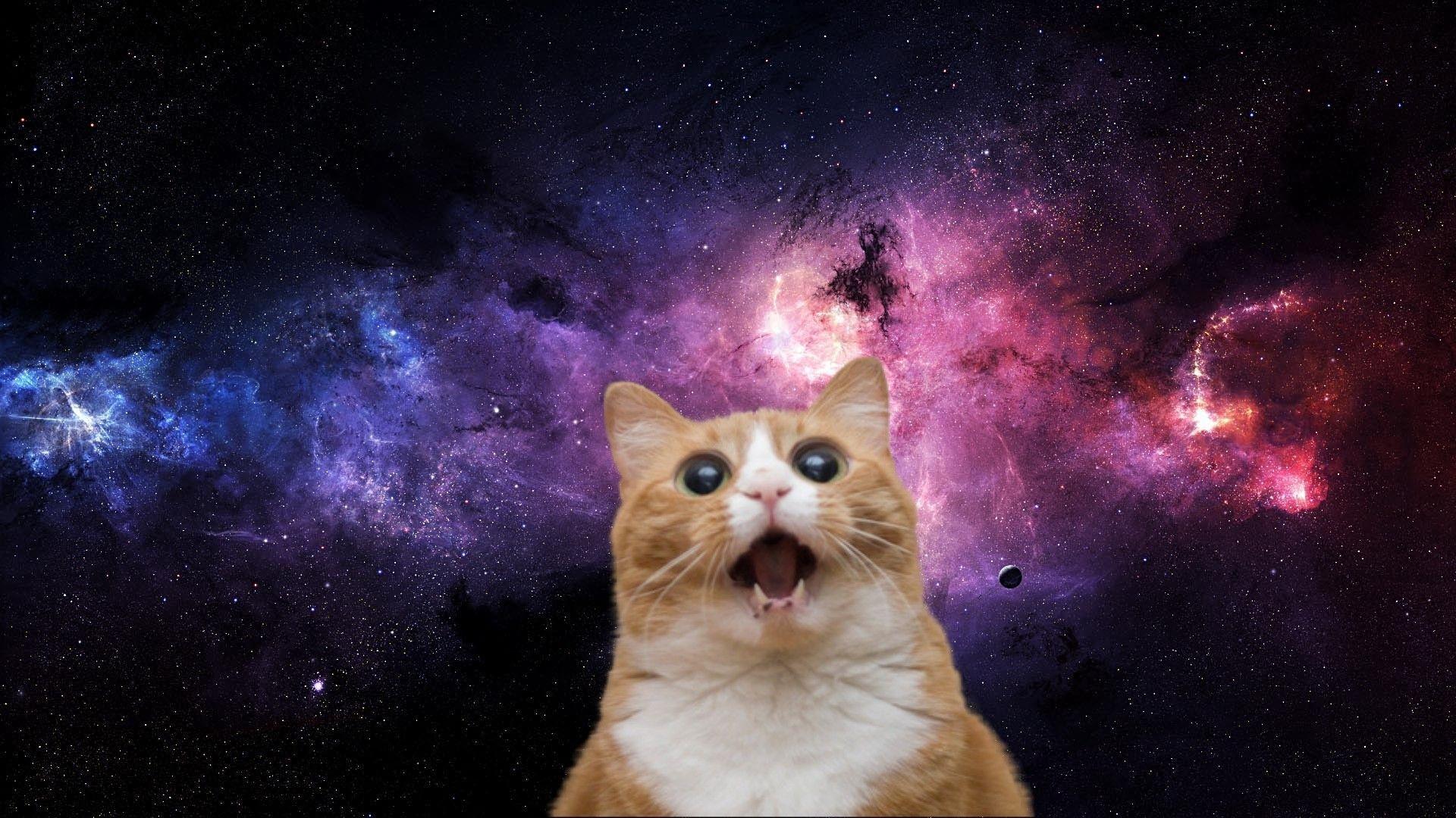 Galaxy Cats Wallpapers - Top Free Galaxy Cats Backgrounds - WallpaperAccess