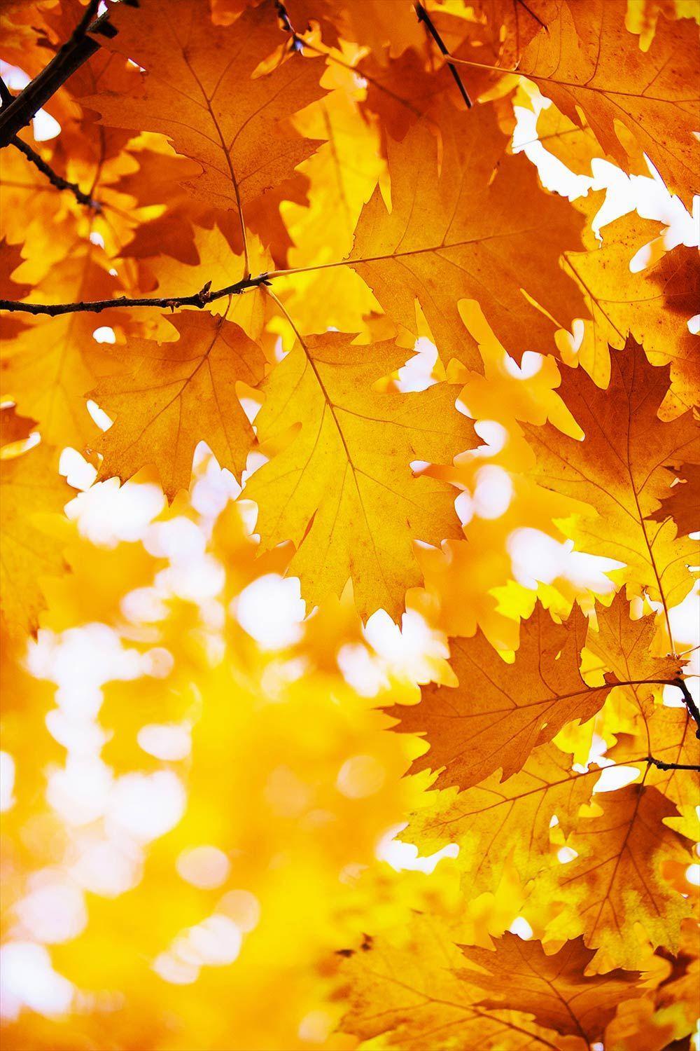 Yellow Leaf Wallpapers - Top Free Yellow Leaf Backgrounds - WallpaperAccess