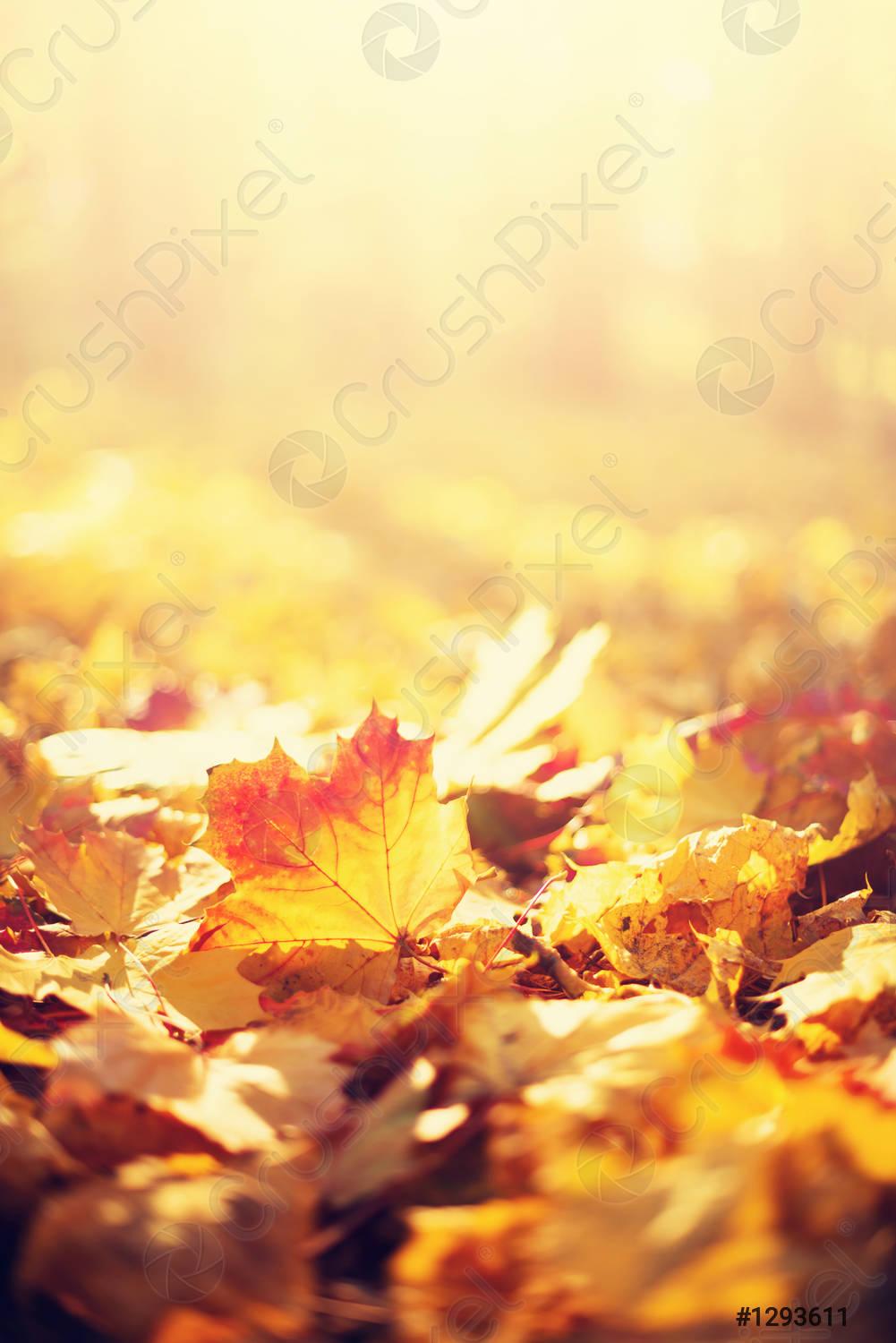 Yellow Leaves Wallpapers - Top Free Yellow Leaves Backgrounds ...