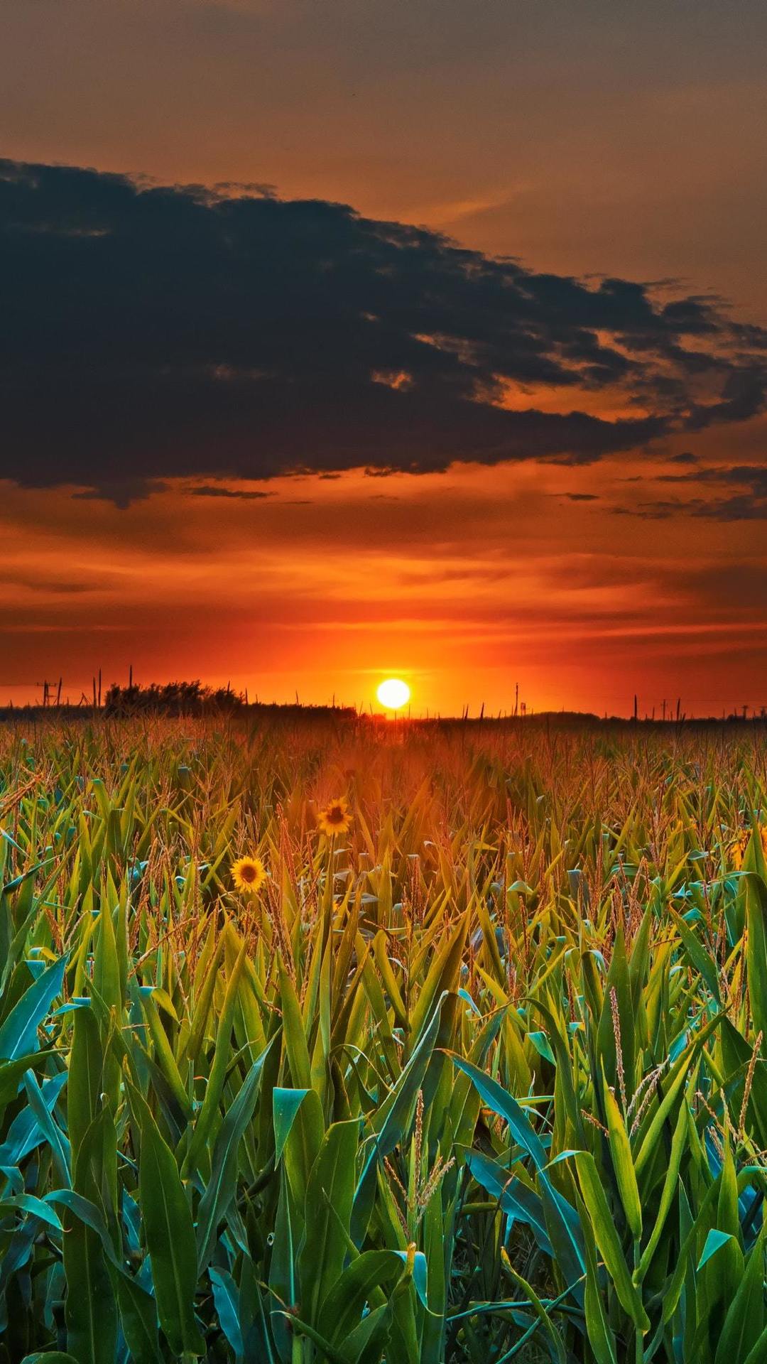 Farming iPhone Wallpapers - Top Free Farming iPhone Backgrounds ...