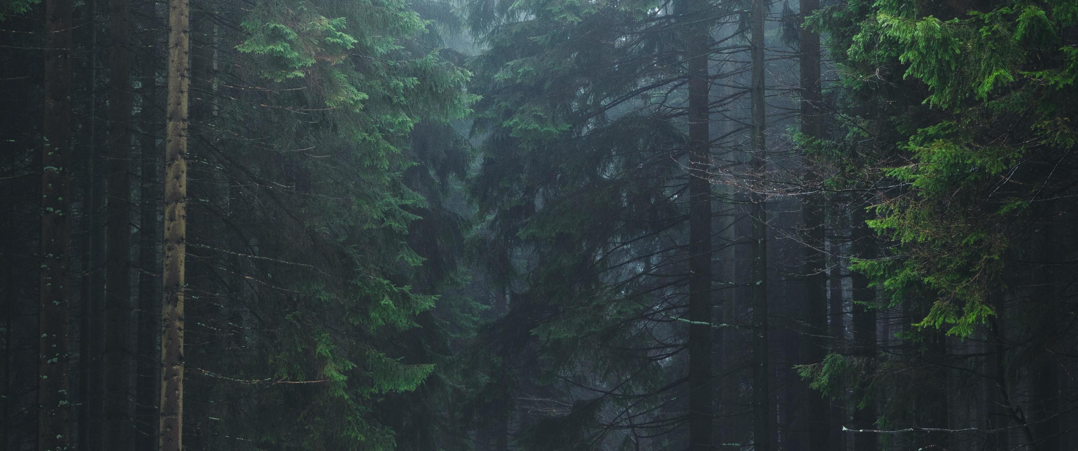 Space Forest Wallpapers - Top Free Space Forest Backgrounds ...