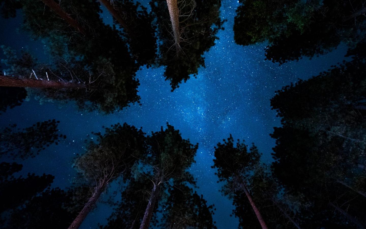 Space Forest Wallpapers - Top Free Space Forest Backgrounds ...