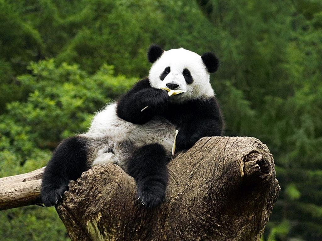 Crazy Panda Wallpapers - Top Free Crazy Panda Backgrounds - WallpaperAccess