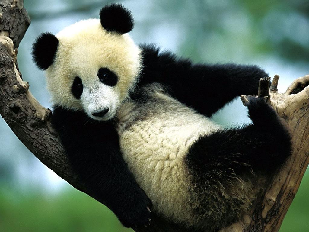 Crazy Panda Wallpapers - Top Free Crazy Panda Backgrounds - WallpaperAccess