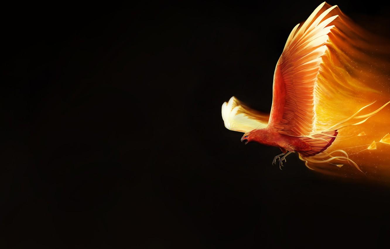 Bird Wings Wallpapers - Top Free Bird Wings Backgrounds - WallpaperAccess