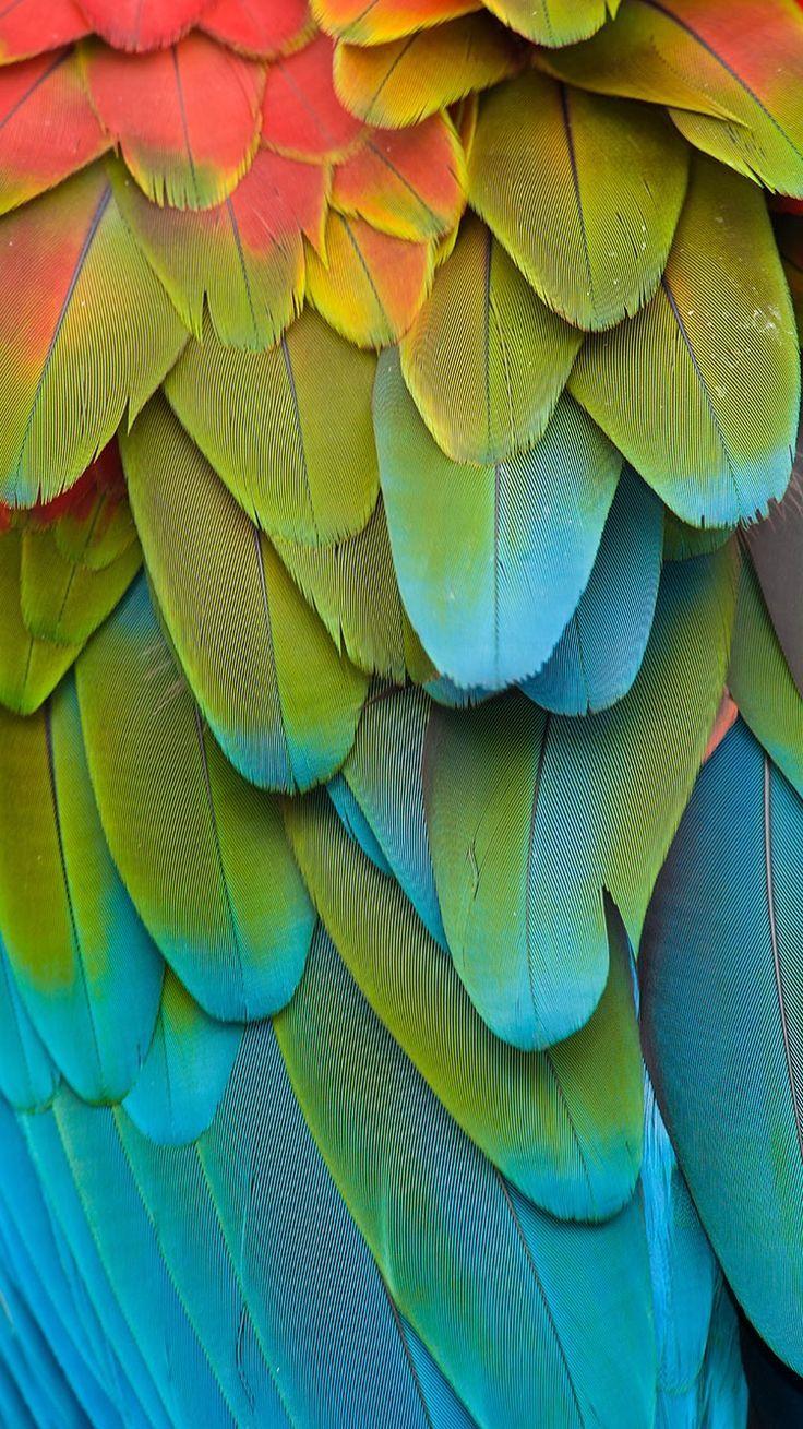 Parrot Feather Wallpapers - Top Free Parrot Feather Backgrounds ...