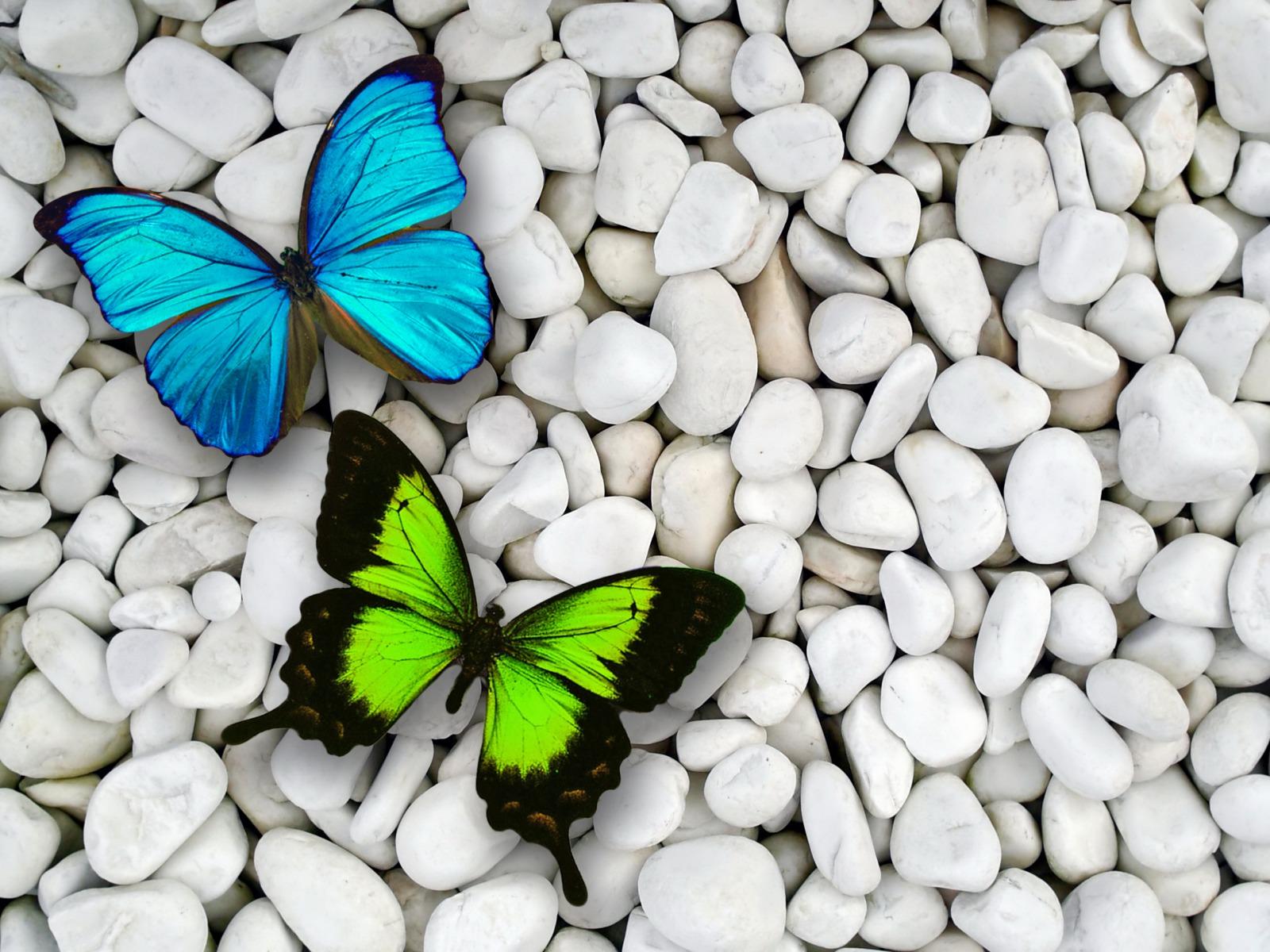 Awesome Butterfly Wallpapers - Top Free Awesome Butterfly Backgrounds ...