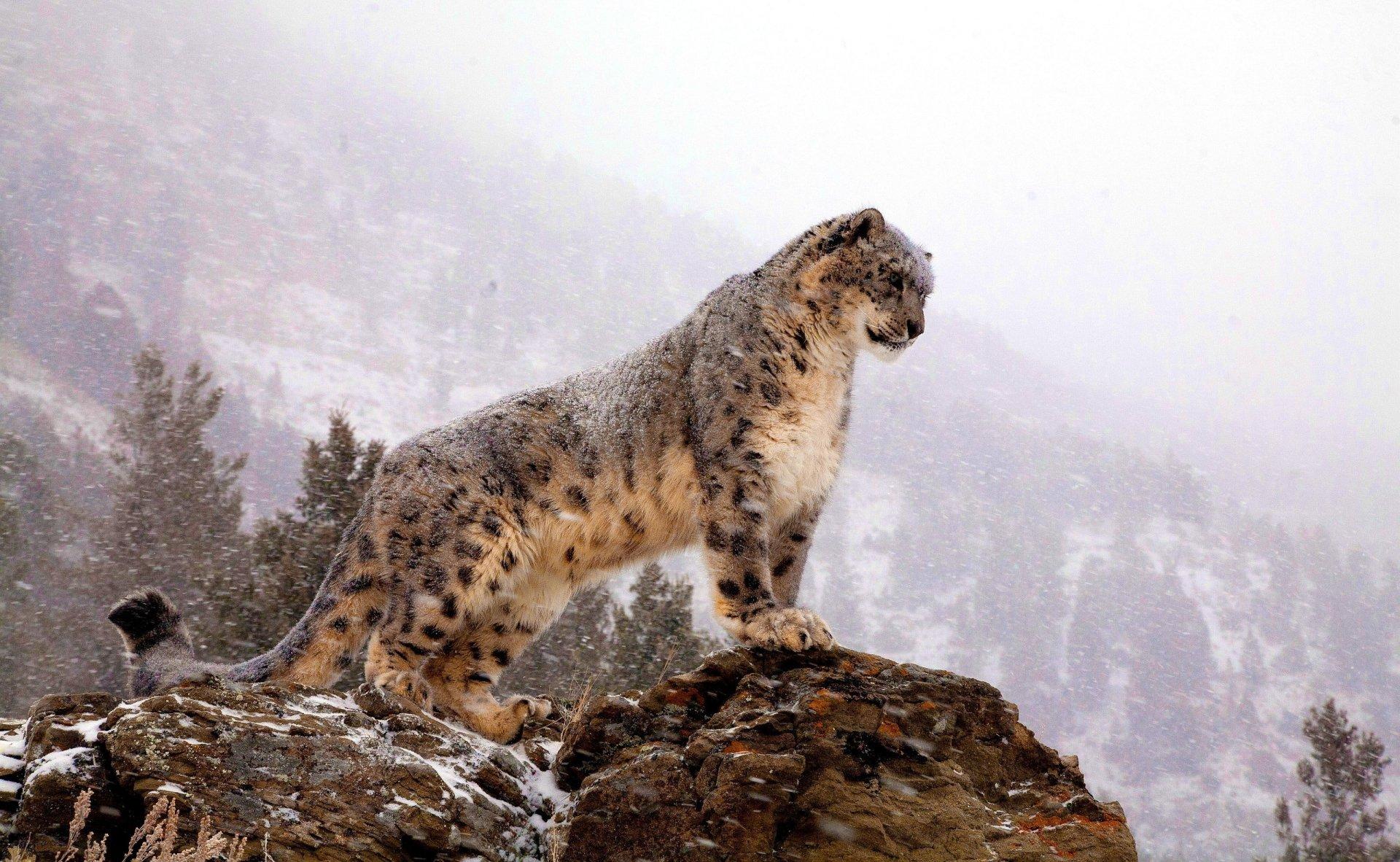 Snow Leopard Desktop Wallpapers - Top Free Snow Leopard Desktop ...
