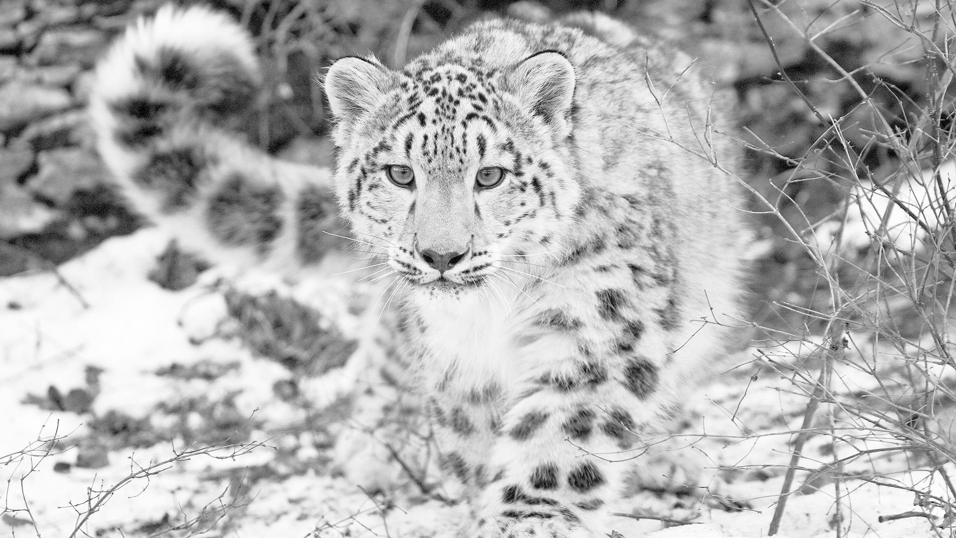Snow Leopard Desktop Wallpapers - Top Free Snow Leopard Desktop ...