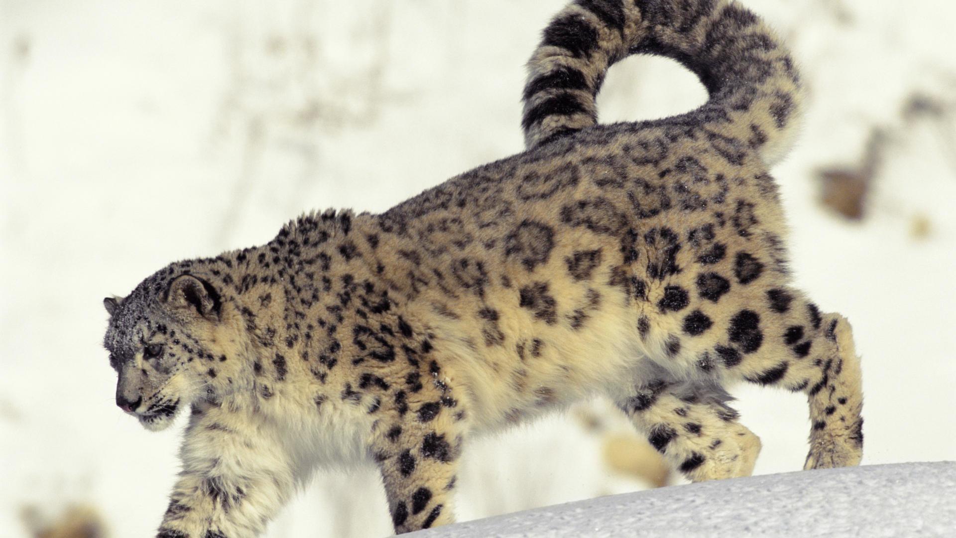 Snow Leopard Desktop Wallpapers - Top Free Snow Leopard Desktop ...