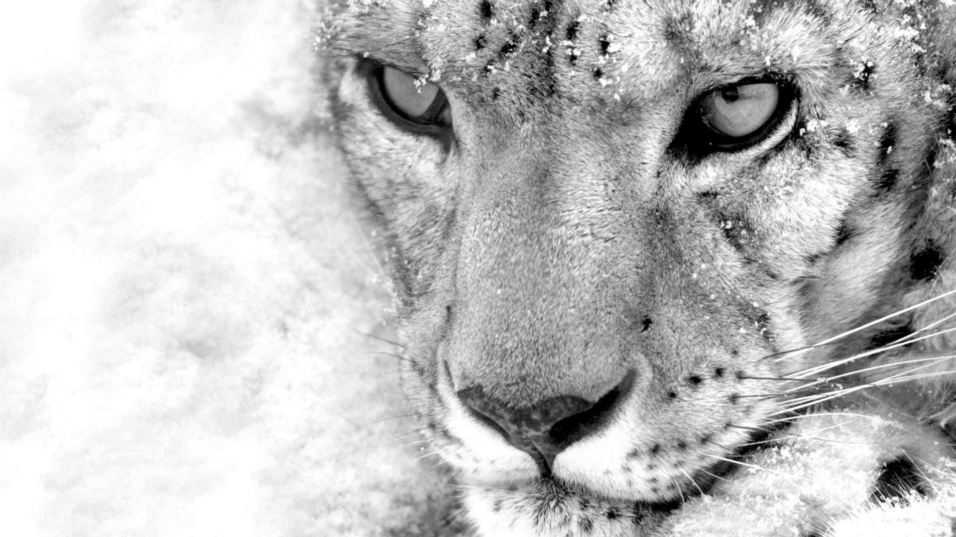 Snow Leopard Desktop Wallpapers - Top Free Snow Leopard Desktop ...