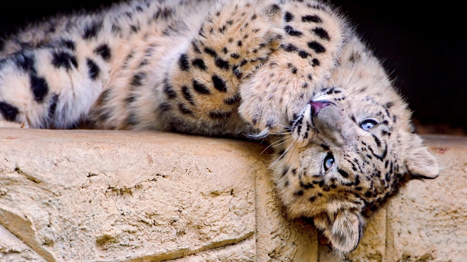 Snow Leopard Desktop Wallpapers - Top Free Snow Leopard Desktop ...
