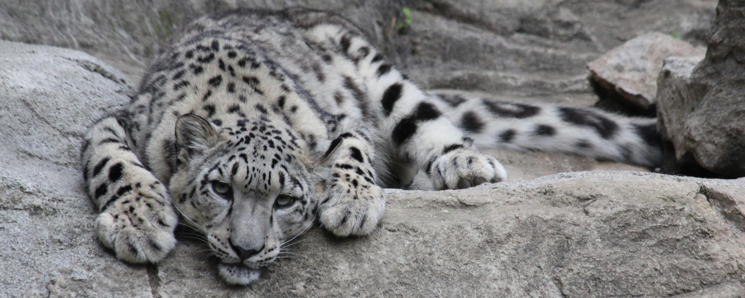Snow Leopard Desktop Wallpapers - Top Free Snow Leopard Desktop ...