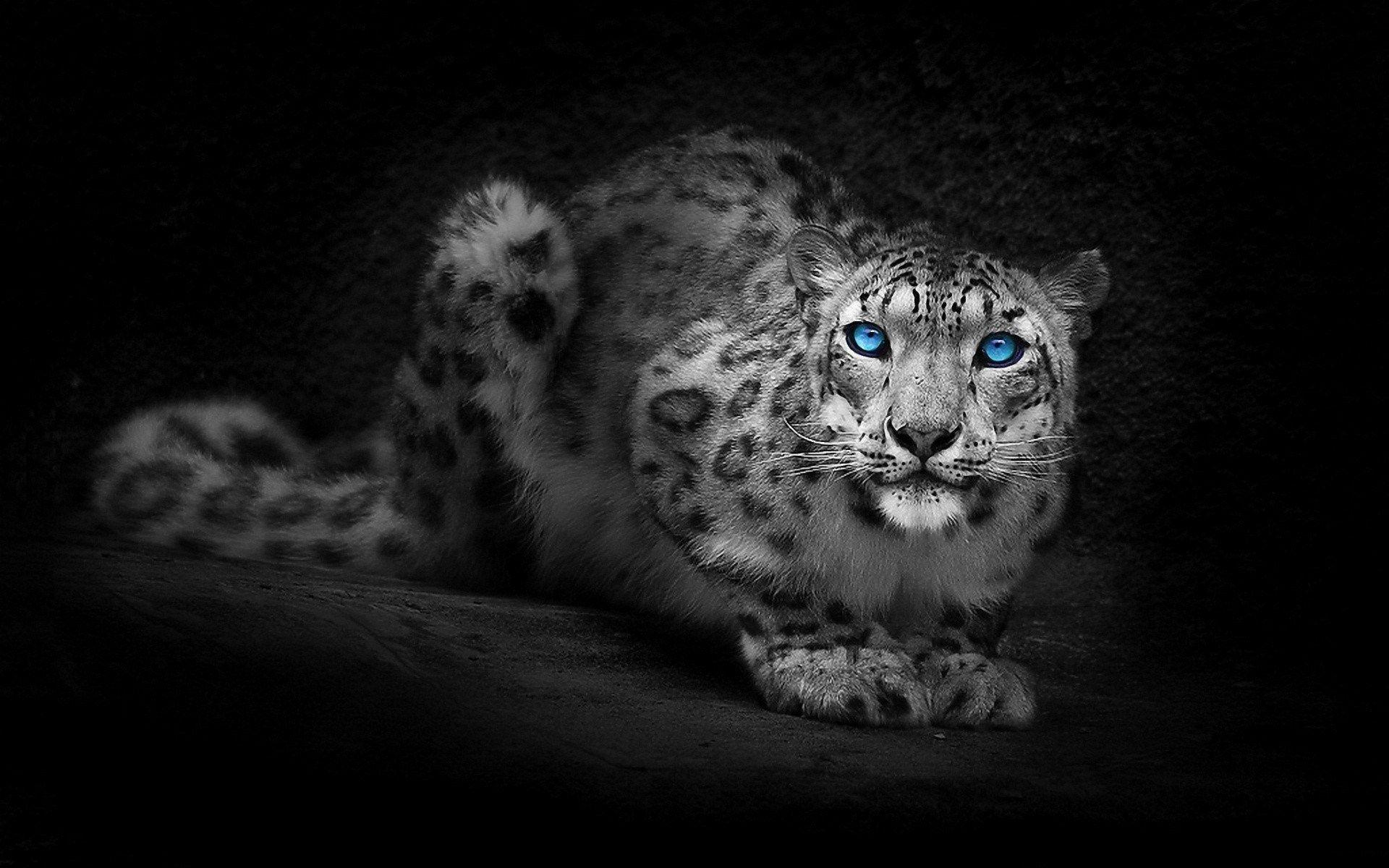 Snow Leopard Desktop Wallpapers - Top Free Snow Leopard Desktop ...