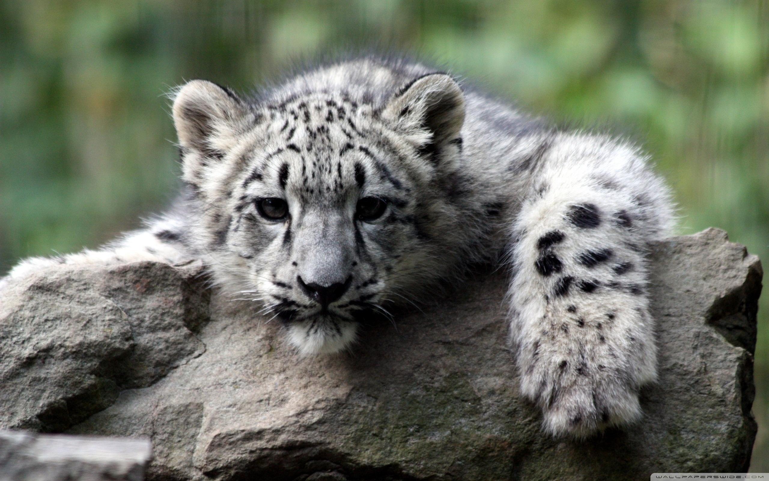 Snow Leopard Desktop Wallpapers - Top Free Snow Leopard Desktop ...