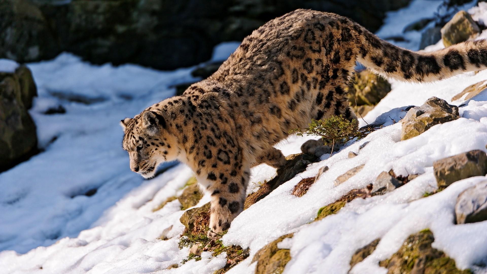 Snow Leopard Desktop Wallpapers - Top Free Snow Leopard Desktop ...