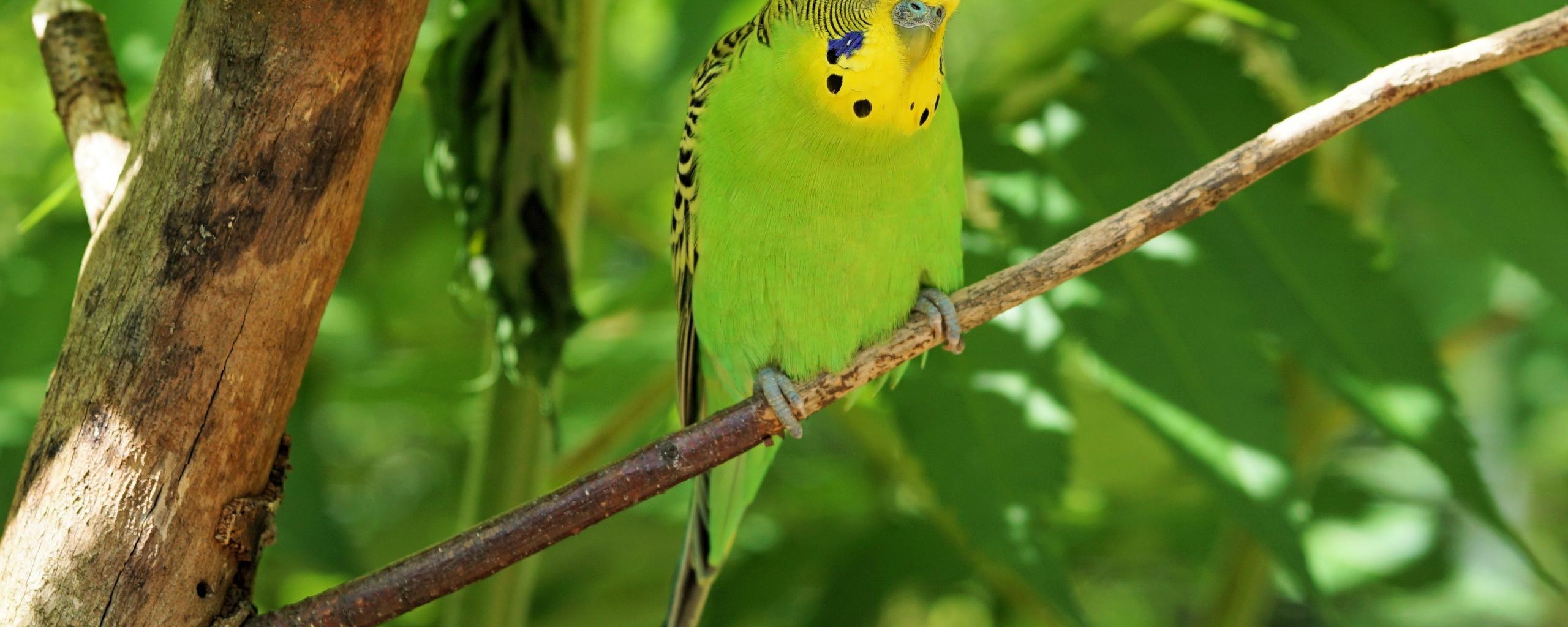 Cute Amazon Parrot Wallpapers - Top Free Cute Amazon Parrot Backgrounds ...