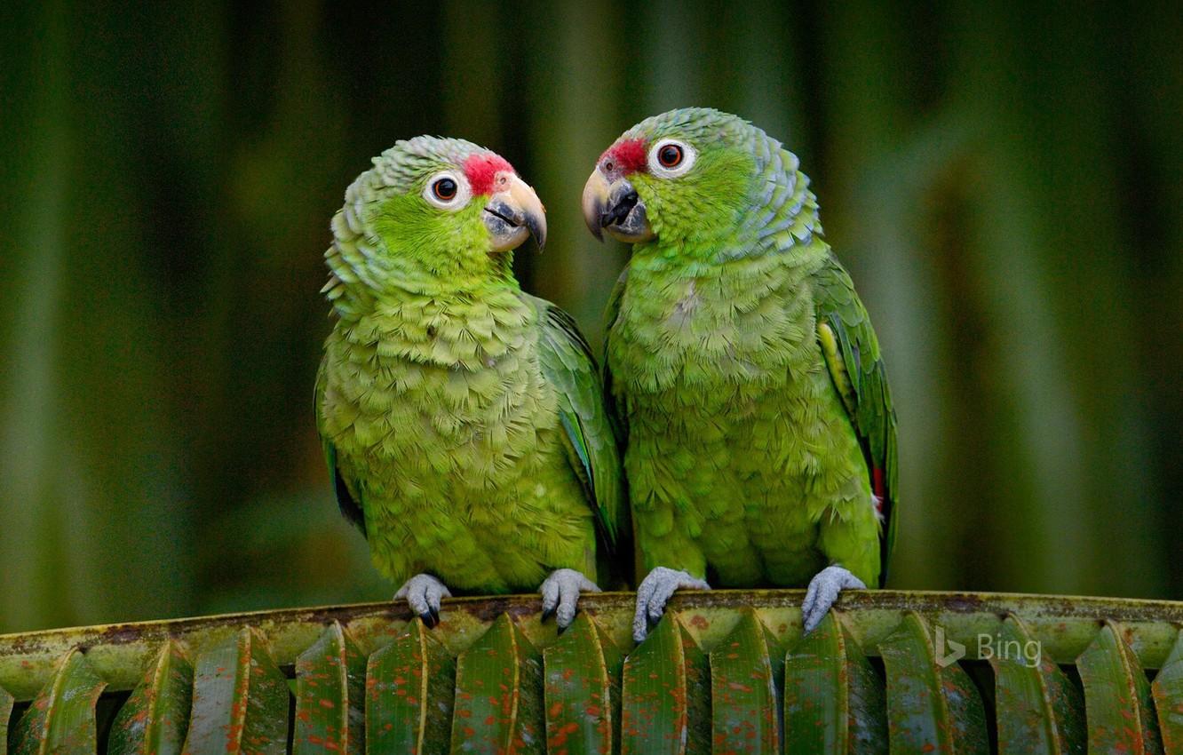 Cute Amazon Parrot Wallpapers - Top Free Cute Amazon Parrot Backgrounds ...