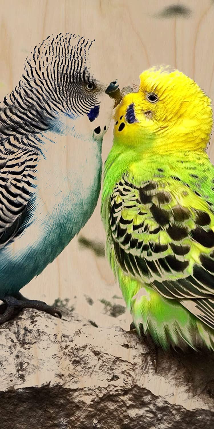 Cute Amazon Parrot Wallpapers - Top Free Cute Amazon Parrot Backgrounds ...