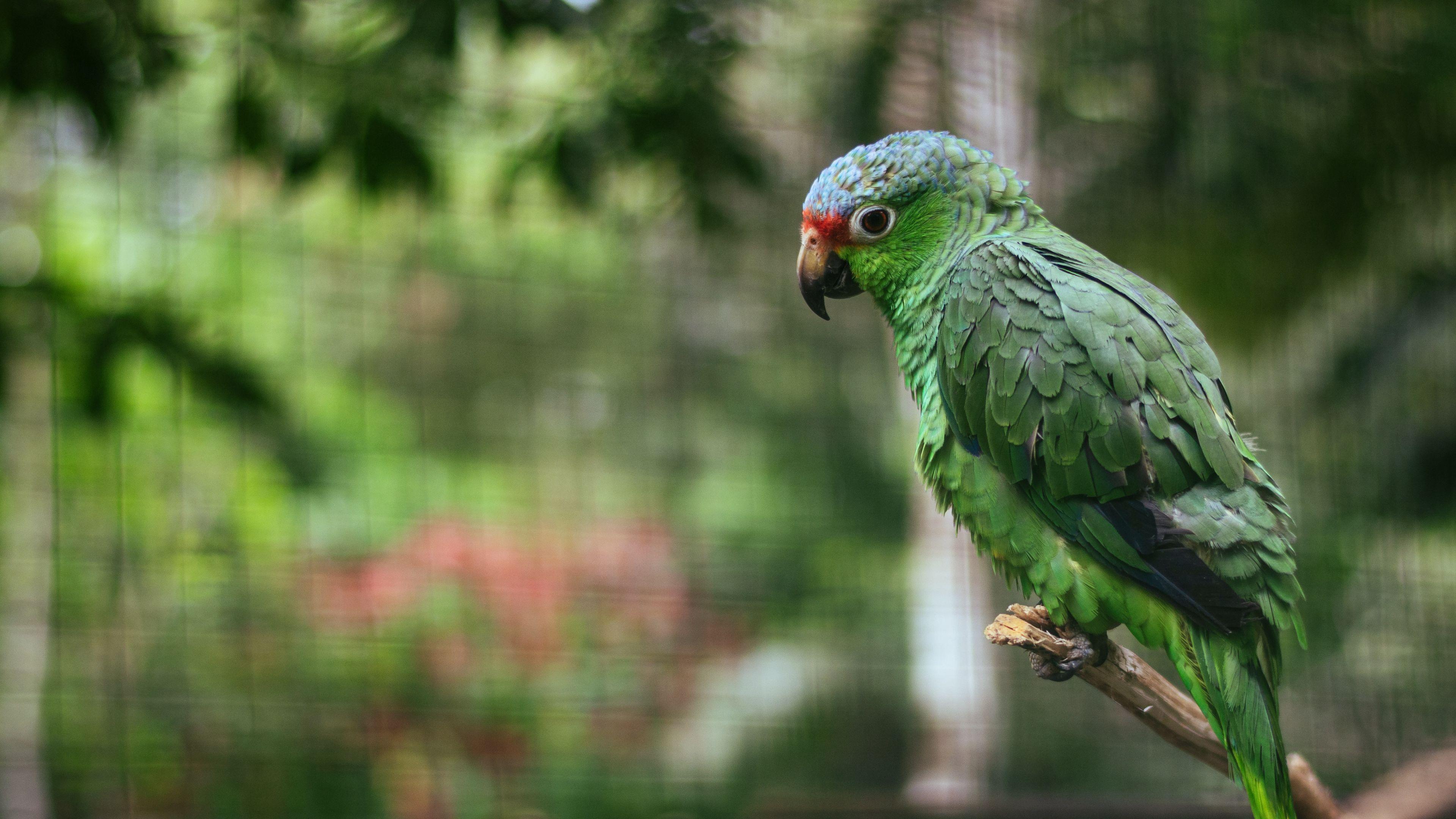 Cute Amazon Parrot Wallpapers - Top Free Cute Amazon Parrot Backgrounds ...