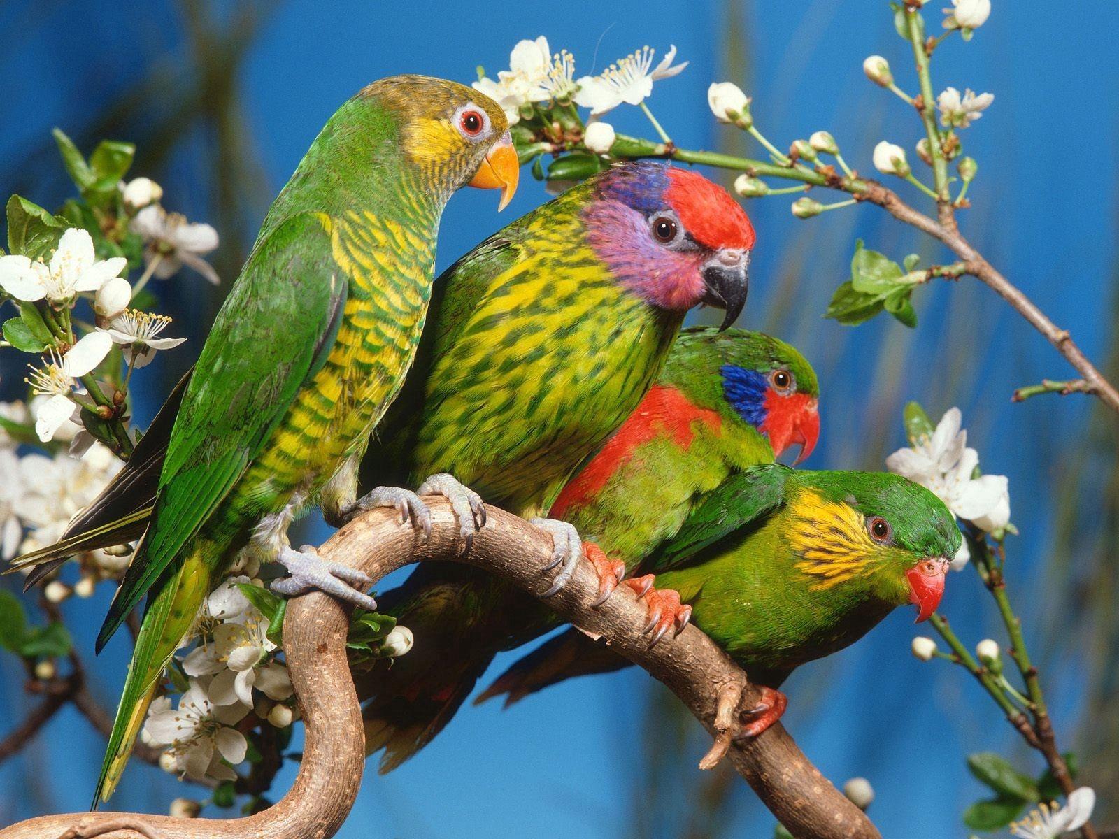 Cute Amazon Parrot Wallpapers - Top Free Cute Amazon Parrot Backgrounds ...