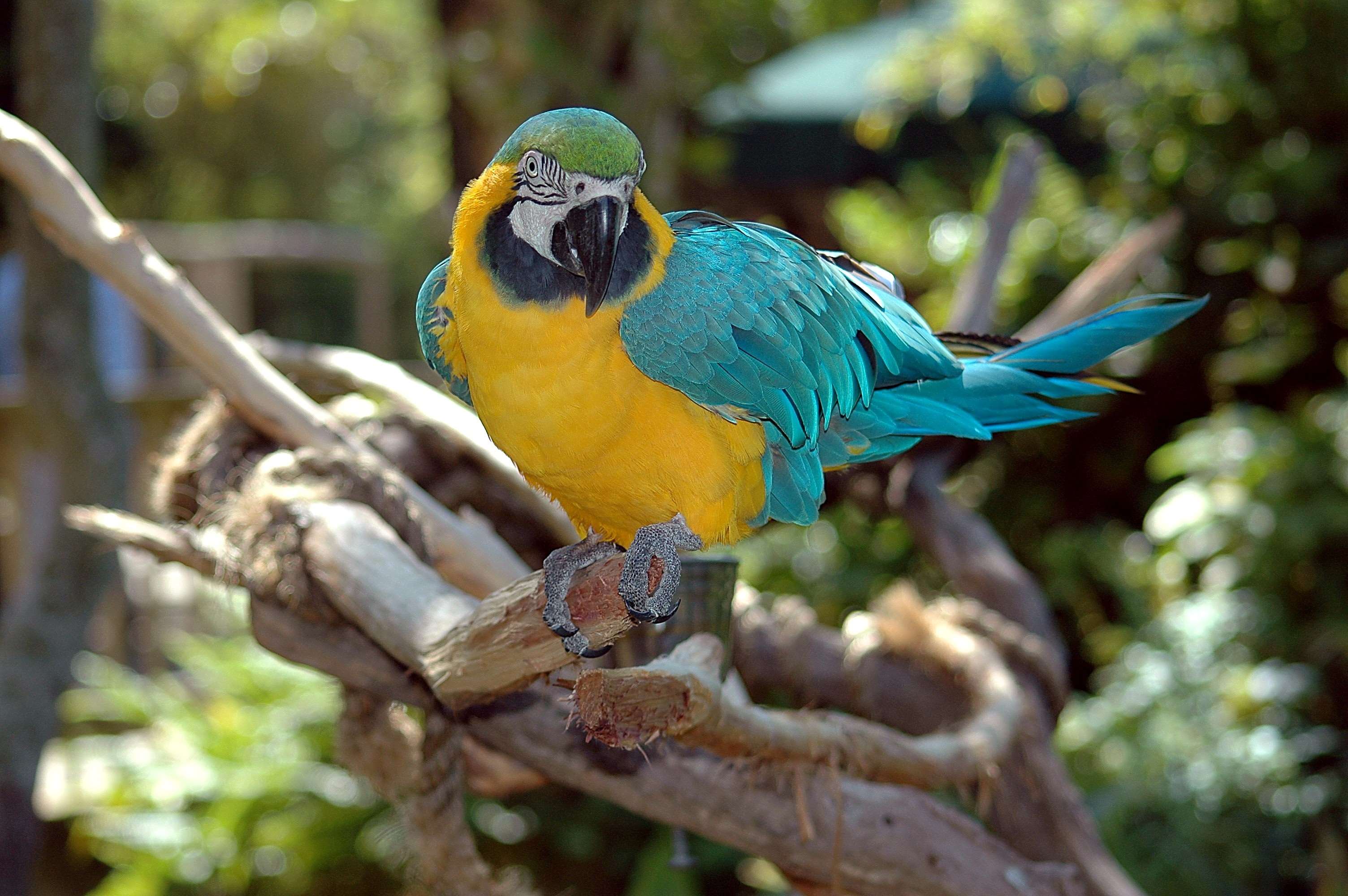 Cute Amazon Parrot Wallpapers - Top Free Cute Amazon Parrot Backgrounds ...