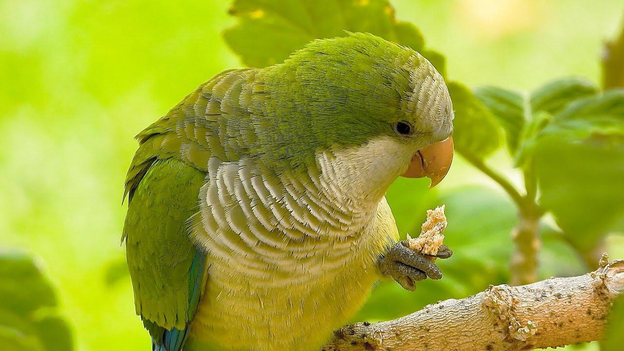 Cute Amazon Parrot Wallpapers - Top Free Cute Amazon Parrot Backgrounds ...