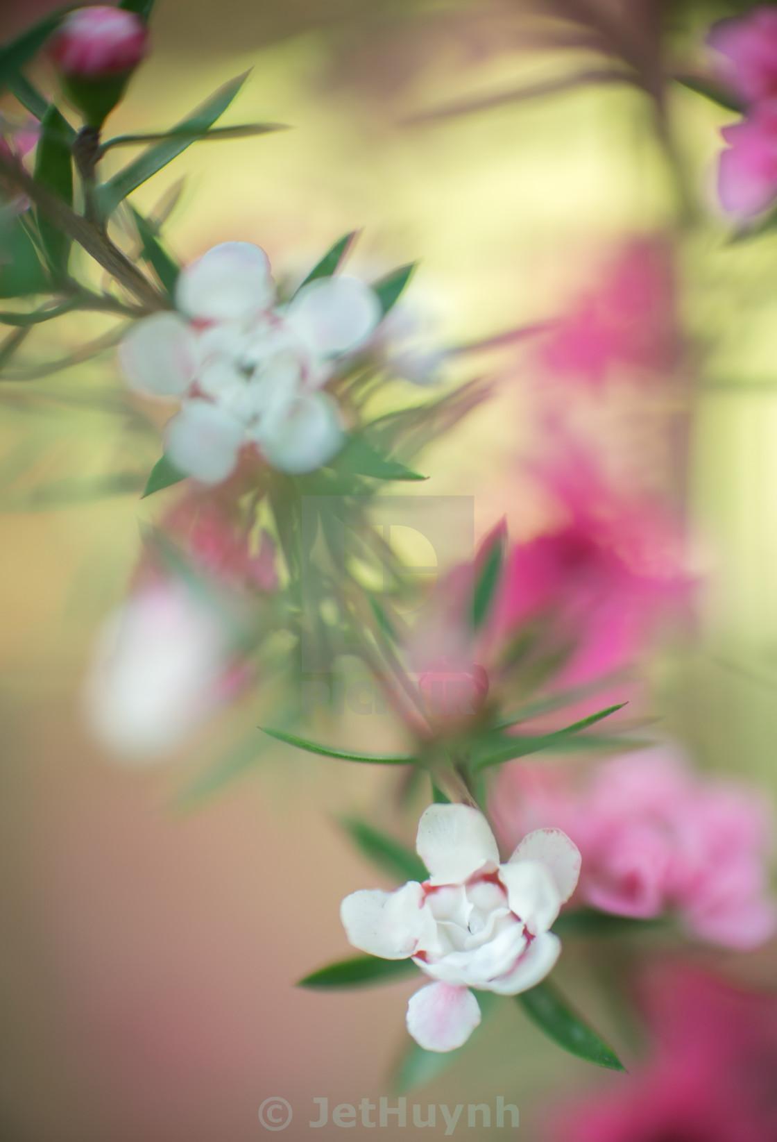 Abstract Spring Flowers Wallpapers - Top Free Abstract Spring Flowers ...