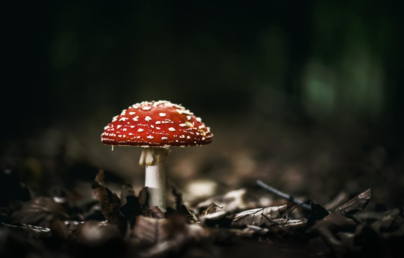 Mushroom Landscape Wallpapers - Top Free Mushroom Landscape Backgrounds ...