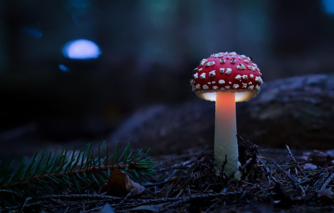 Mushroom Landscape Wallpapers - Top Free Mushroom Landscape Backgrounds ...