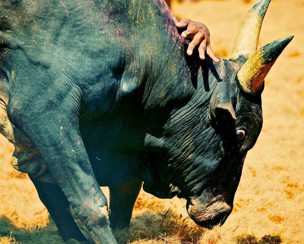 Kaalai Wallpapers - Top Free Kaalai Backgrounds - WallpaperAccess