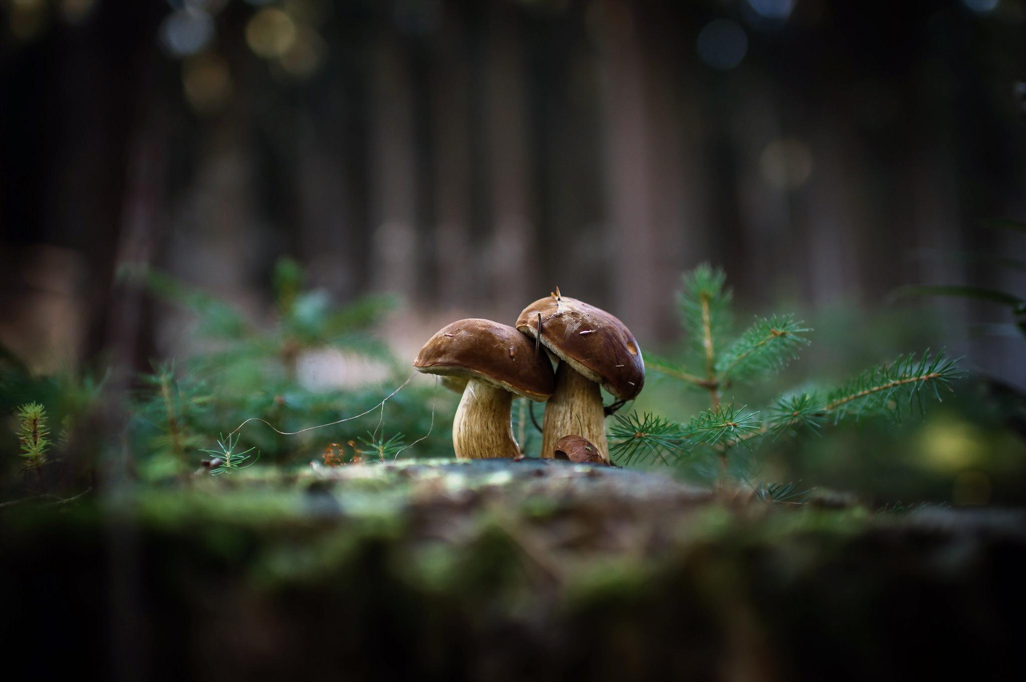Mushroom Landscape Wallpapers - Top Free Mushroom Landscape Backgrounds ...