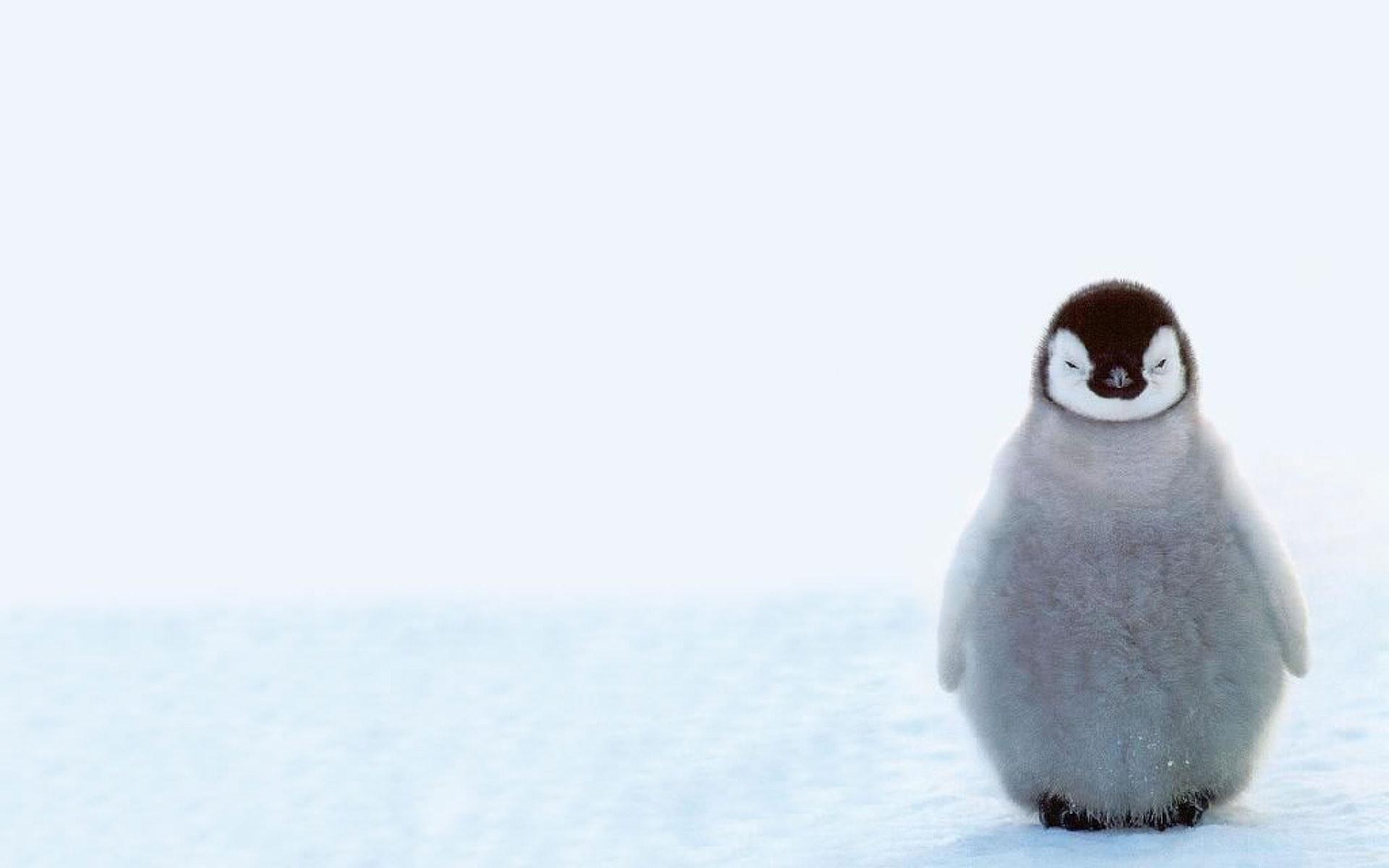 Cute Winter Penguin Wallpapers - Top Free Cute Winter Penguin ...