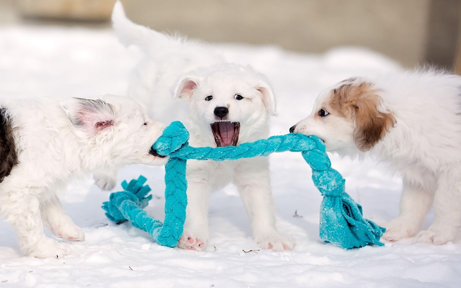 Cute Winter Dog Wallpapers - Top Free Cute Winter Dog Backgrounds ...