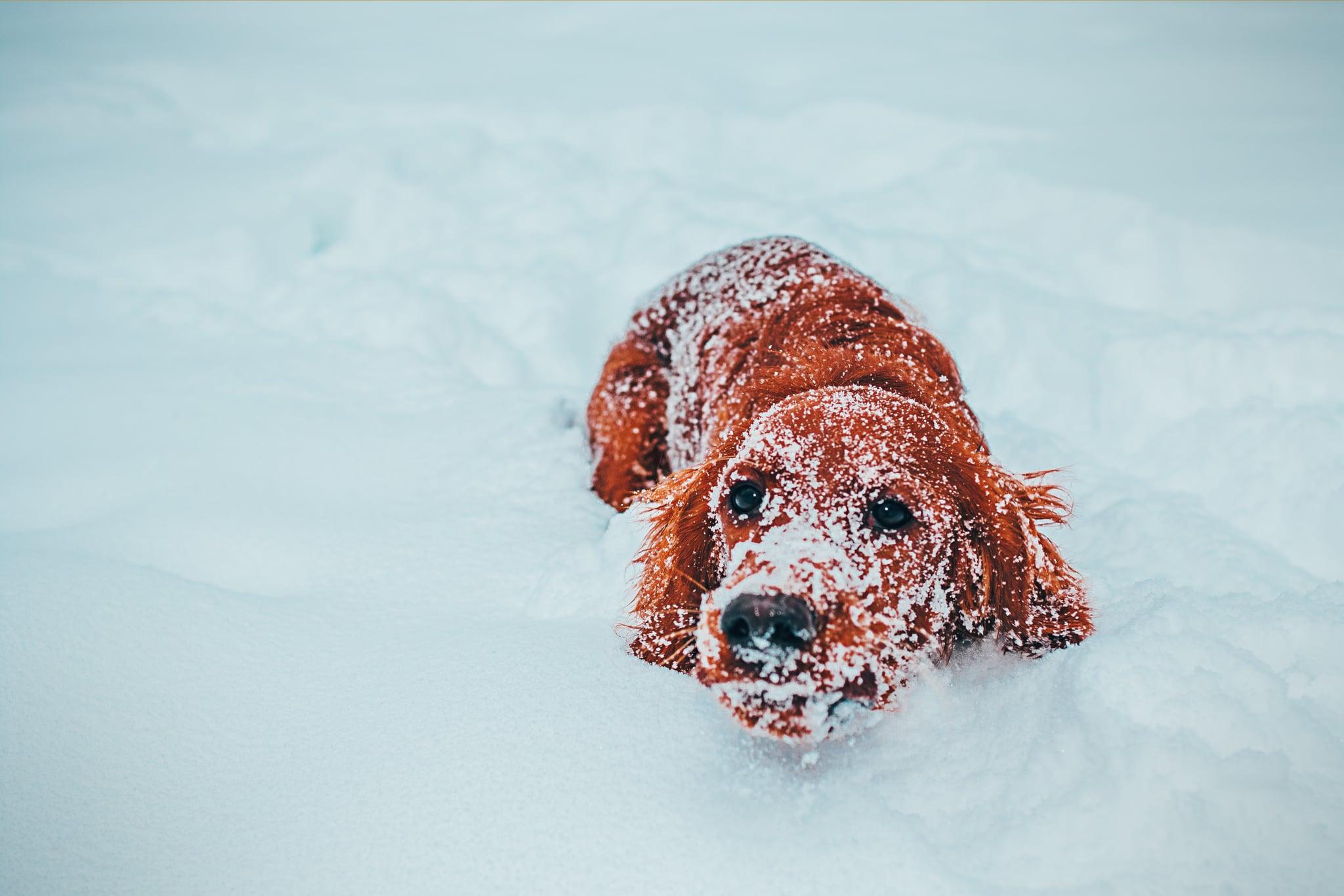 Cute Winter Dog Wallpapers - Top Free Cute Winter Dog Backgrounds ...