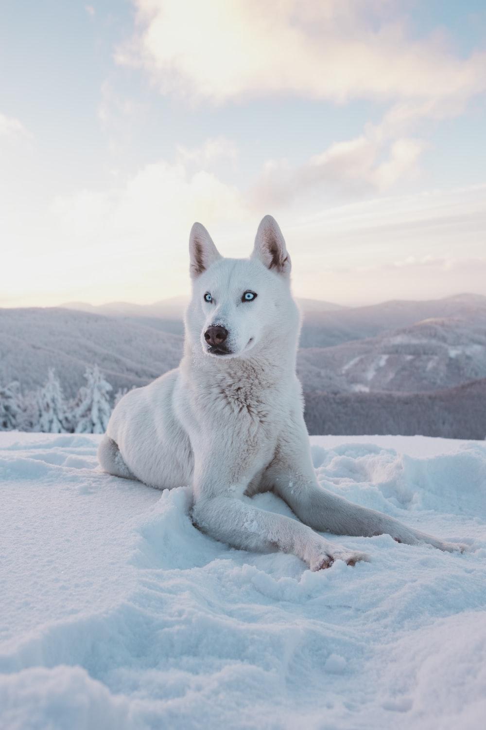 Cute Winter Dog Wallpapers - Top Free Cute Winter Dog Backgrounds ...