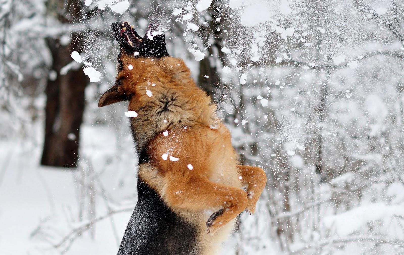 Cute Winter Dog Wallpapers - Top Free Cute Winter Dog Backgrounds ...