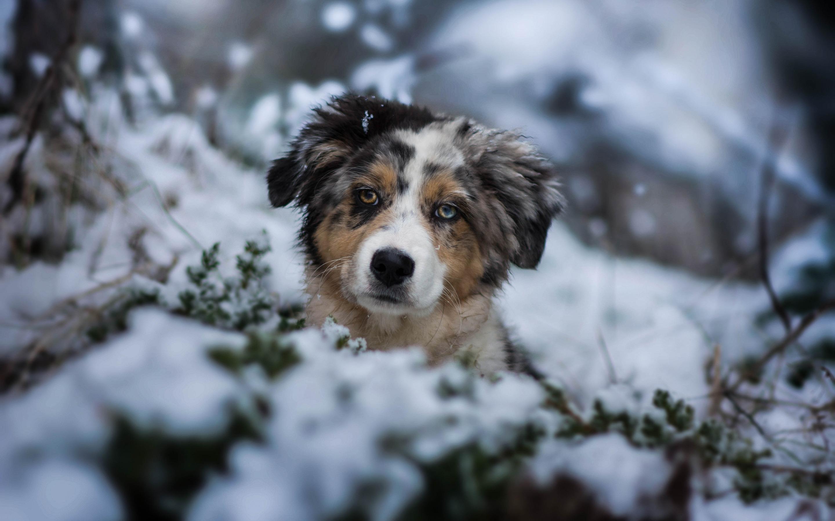 Cute Winter Dog Wallpapers - Top Free Cute Winter Dog Backgrounds ...