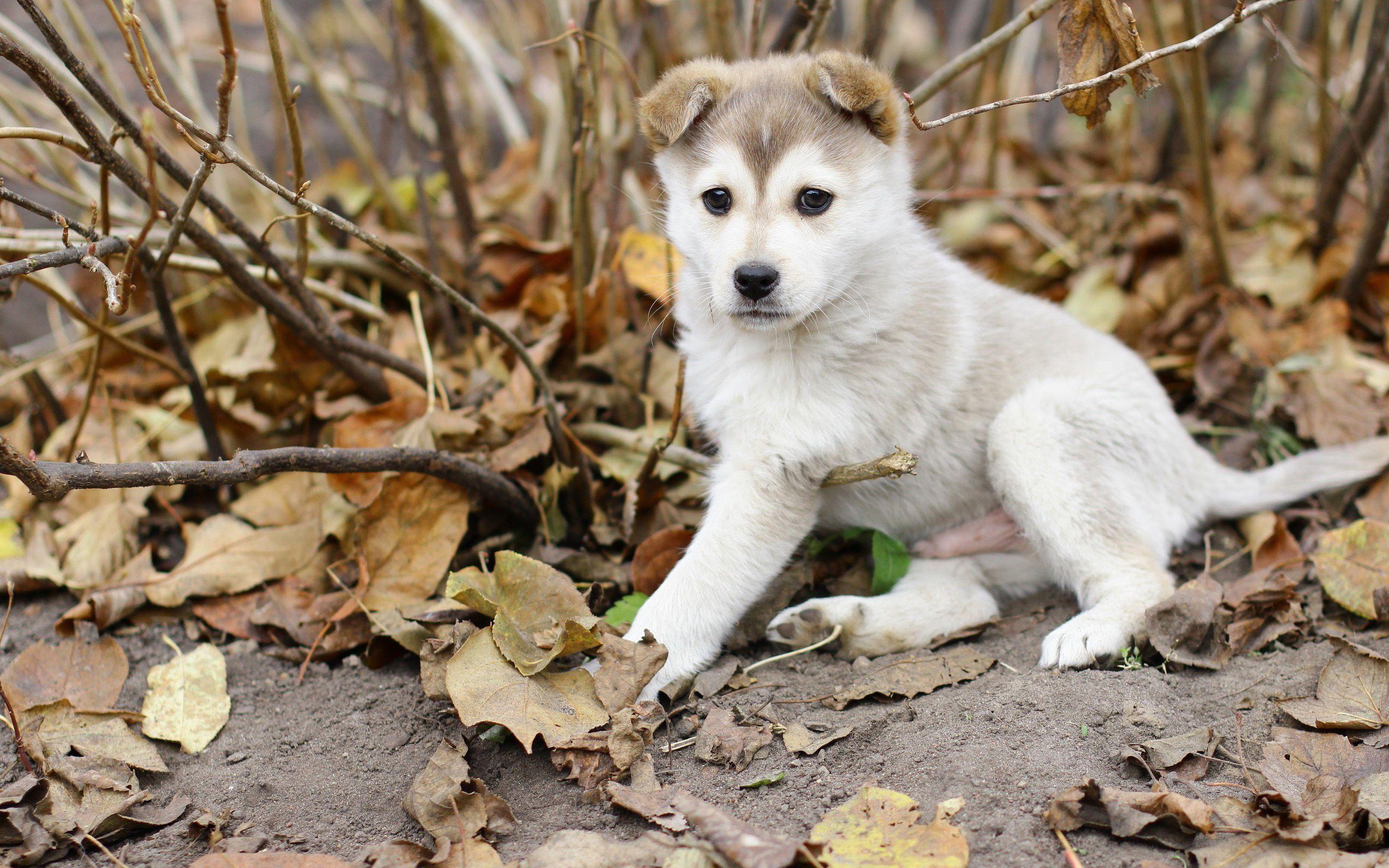 Cute Winter Dog Wallpapers - Top Free Cute Winter Dog Backgrounds ...