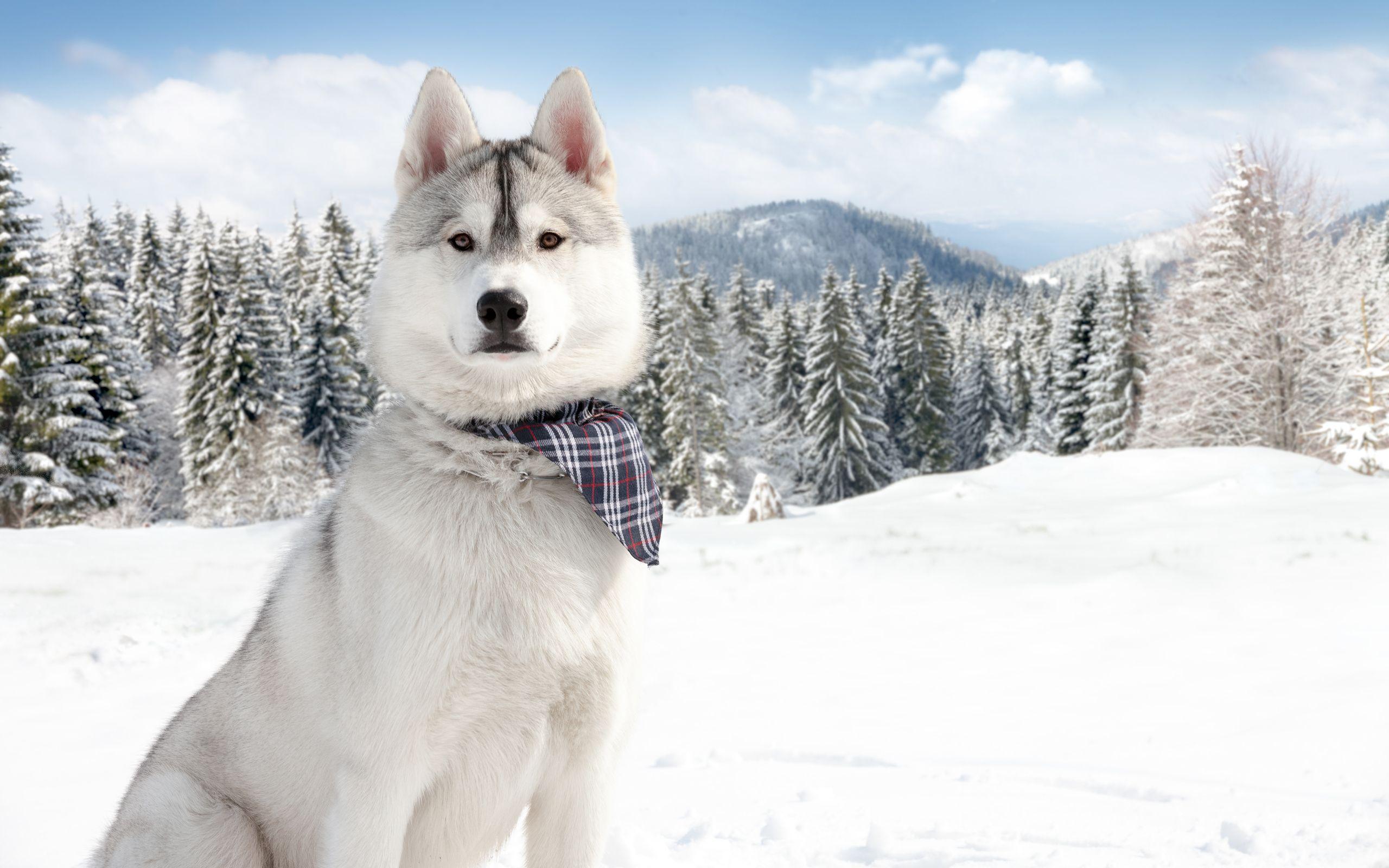 Cute Winter Dog Wallpapers - Top Free Cute Winter Dog Backgrounds ...