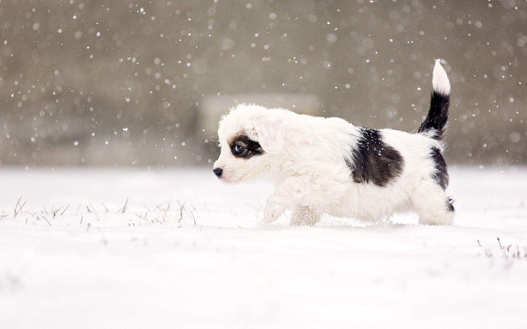 Cute Winter Dog Wallpapers - Top Free Cute Winter Dog Backgrounds ...
