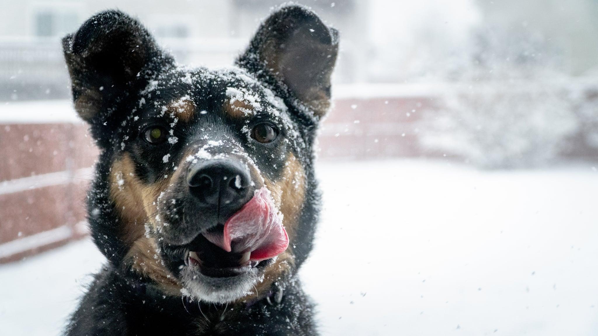 Cute Winter Dog Wallpapers - Top Free Cute Winter Dog Backgrounds ...